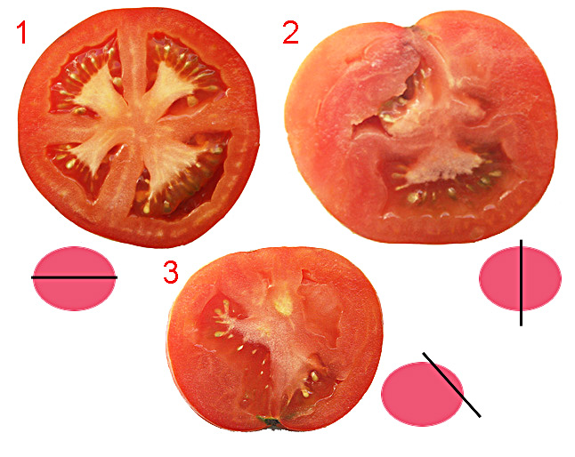 1-12 Conceitos básicos - HISTOLOGIA