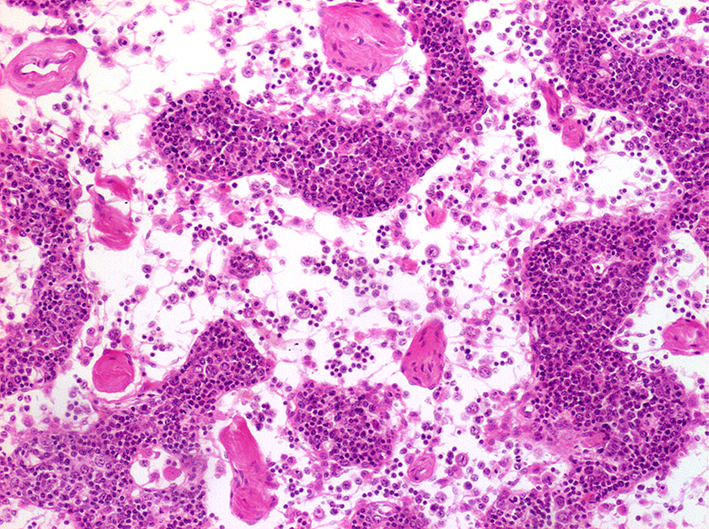 Histologia De Linfonodo Rotulada 24.Linfonodo Histologia