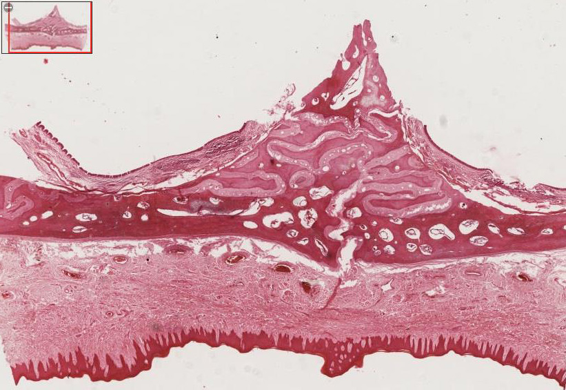 13-1-24 Mucosa oral - HISTOLOGIA
