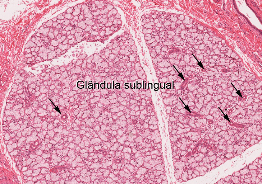 13-2-5 Glândulas salivares - HISTOLOGIA