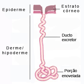 Histologia Das Glandulas Sudoriparas Apocrinas
