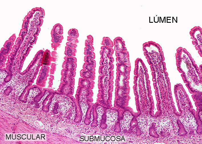 16-13 Tubo digestivo - HISTOLOGIA