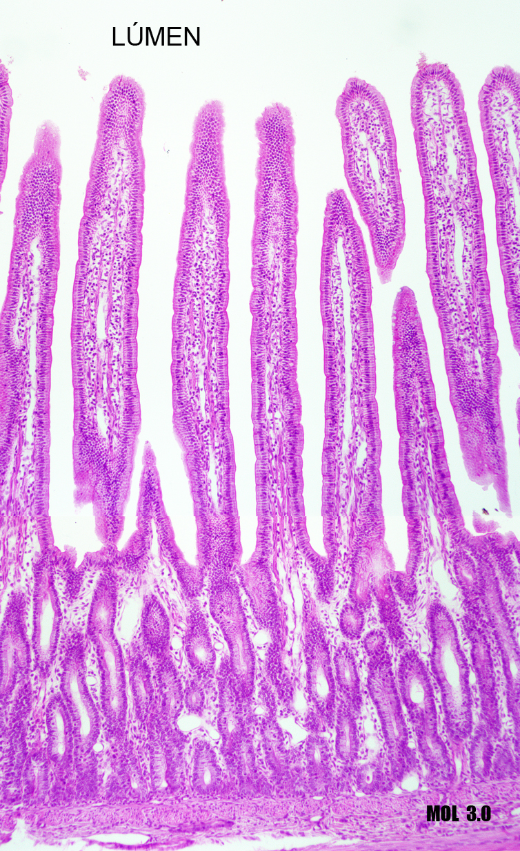 16-14 Tubo digestivo - HISTOLOGIA