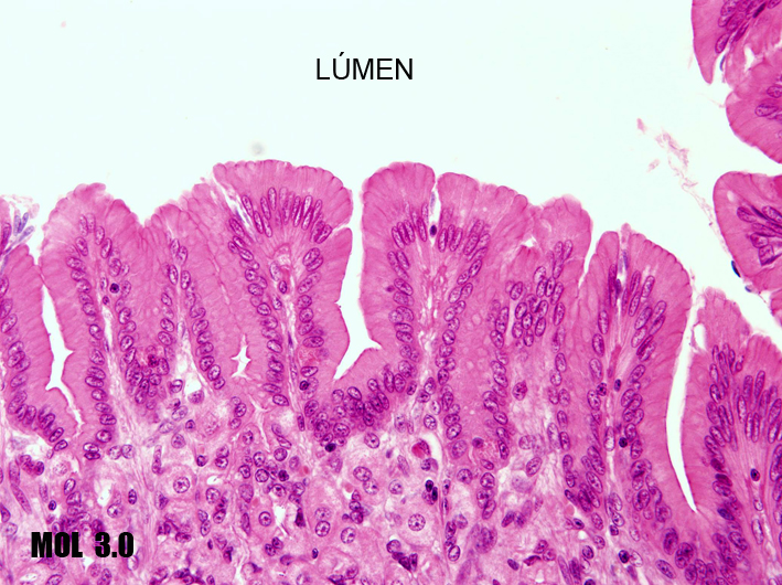 16-9 Tubo digestivo - HISTOLOGIA