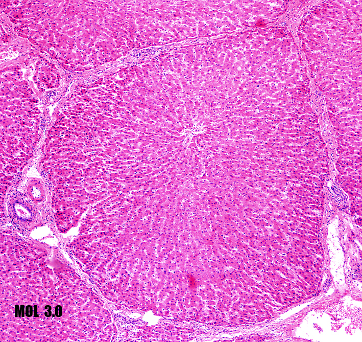 Diagrama De Histologia Do Figado 17 4 Glândulas Anexas Ao Tubo