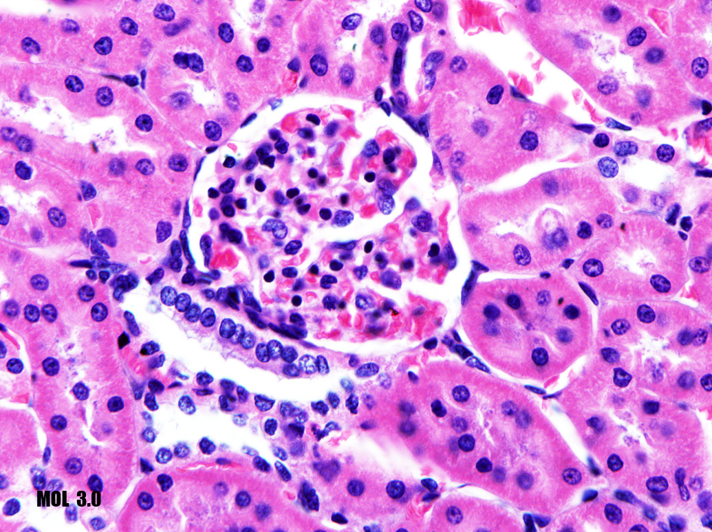 19-10 Aparelho urinário - HISTOLOGIA