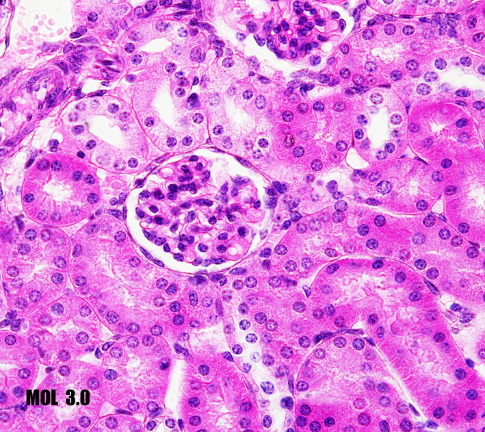19-8 Aparelho urinário - HISTOLOGIA