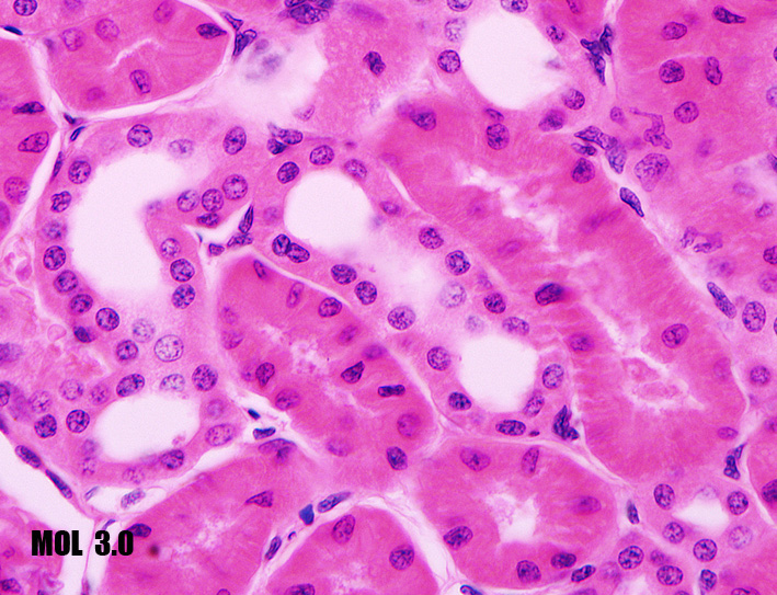 19-9 Aparelho urinário - HISTOLOGIA
