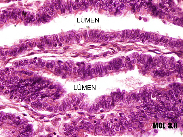20-23 Aparelho reprodutor feminino - HISTOLOGIA