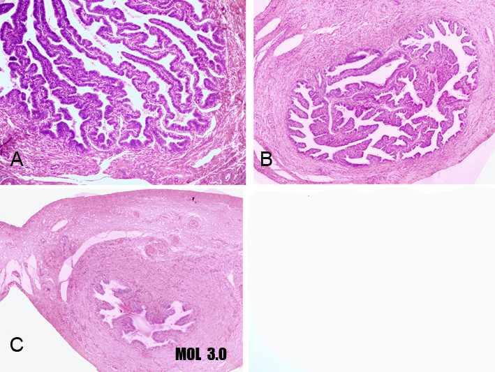 20-24 Aparelho reprodutor feminino - HISTOLOGIA