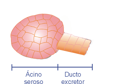 3-11 Tecido epitelial glandular - HISTOLOGIA