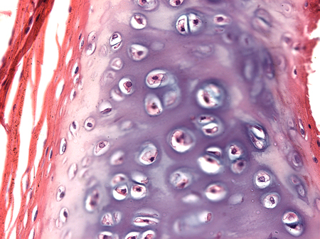 6-4 Cartilage – HISTOLOGY – MOL – MICROSCOPY ON LINE. INTERACTIVE HISTOLOGY