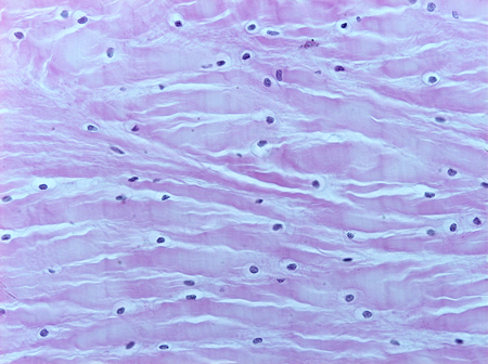 6-9 Tecido cartilaginoso - HISTOLOGIA